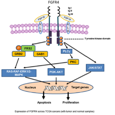 FGFR4小分子抑制剂研究概述 _ 经济参考网 _ 新华社《经济参考报》官方网站
